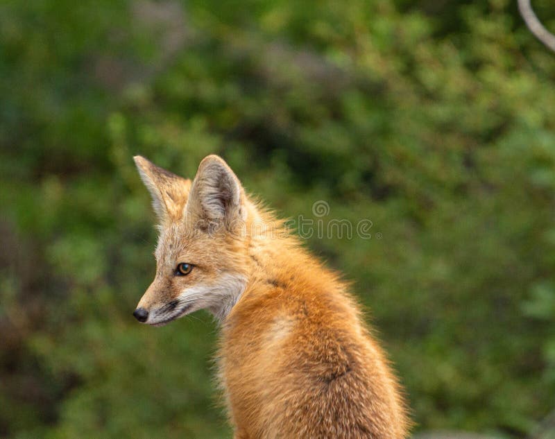 Red Fox, Ouray, Colorado stock image. Image of colorado - 156255141