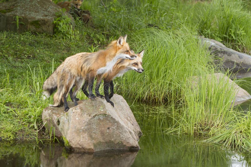 Red Fox Pair Standing on a Rock Overlooking a Lake Stock Photo - Image ...
