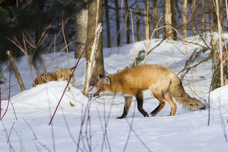Foxes in love stock photo. Image of snow, smart, look - 29913348