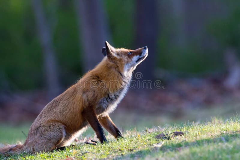 Red Fox stock image. Image of meadow, meadown, bird, grey - 53795585