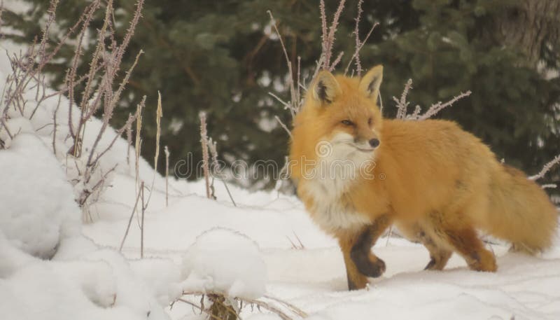 Red Fox Panorama in Snow stock image. Image of frost - 166604217