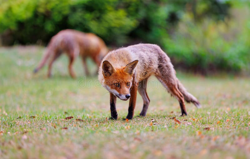 Red Fox in a Peaceful Grassy Landscape. Stock Image - Image of woodland ...