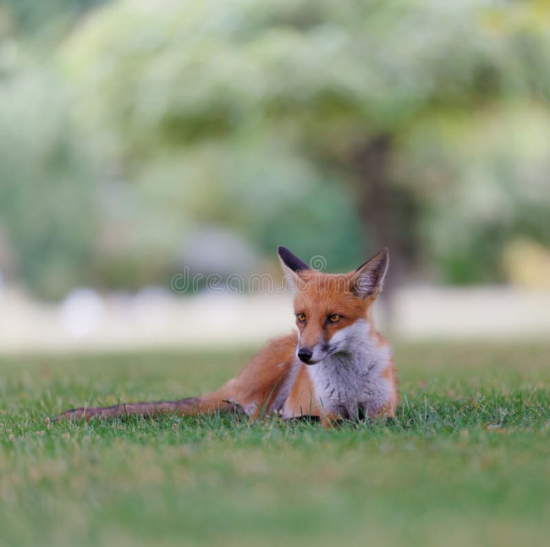 Red Fox in a Peaceful Grassy Landscape. Stock Image - Image of peaceful ...
