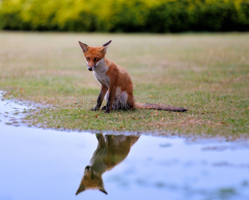 Red Fox in a Peaceful Grassy Landscape. Stock Image - Image of ...