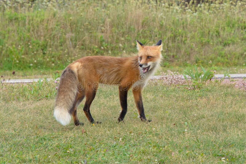 Red fox, PEI stock photo. Image of island, snout, tail - 254191708