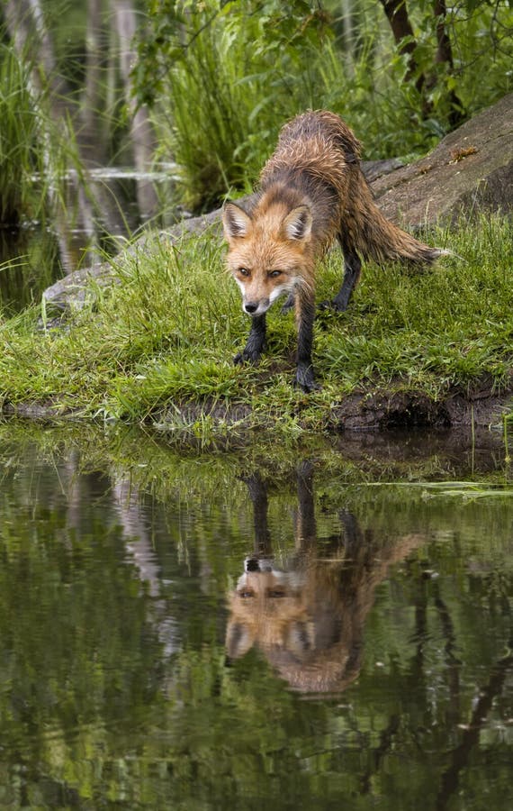 Red Fox with Perfect Reflection Stock Image - Image of baby, mammal ...