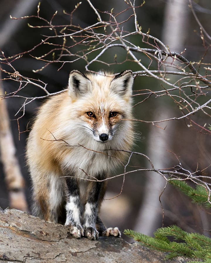 Red Fox Photo Stock. Fox Image. Close-up Profile Front View Looking at ...