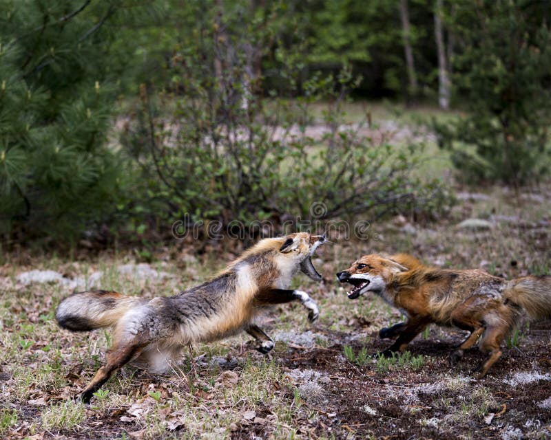 Red Fox Photo Stock. Fox Image. Foxes Dancing, Playing, Fighting, Rival ...