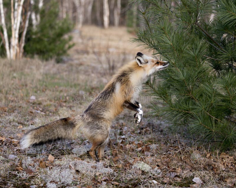 Red Fox Photo Stock. Fox Image. Standing on Hinges Legs and Smelling ...