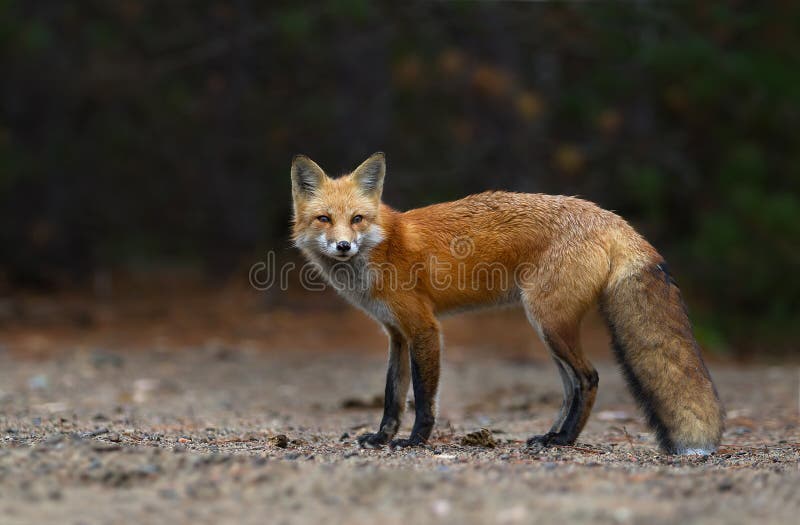 Red Fox in Pine Tree Forest with a Bushy Tail Hunting in the Forest in ...