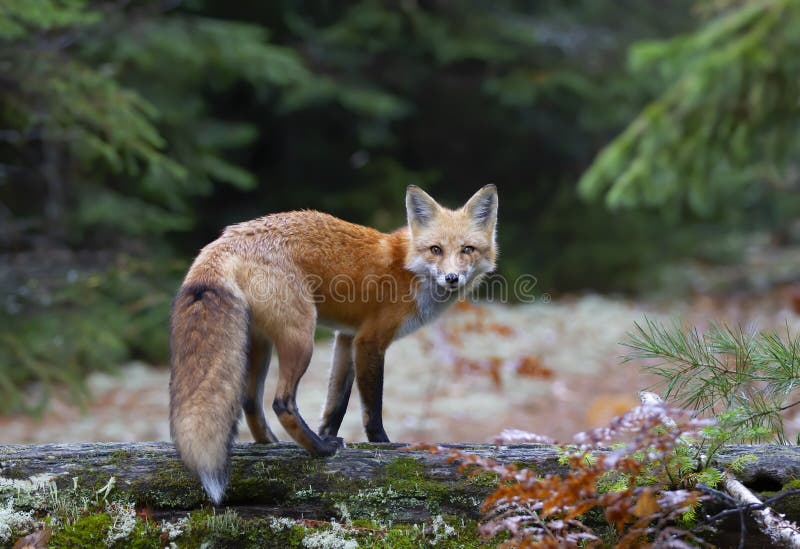 A Red Fox in Pine Tree Forest with a Bushy Tail Standing on a Log ...