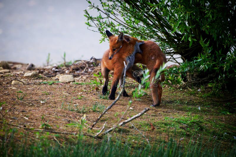 Red Fox playing stock image. Image of mammal, beautiful - 393484305