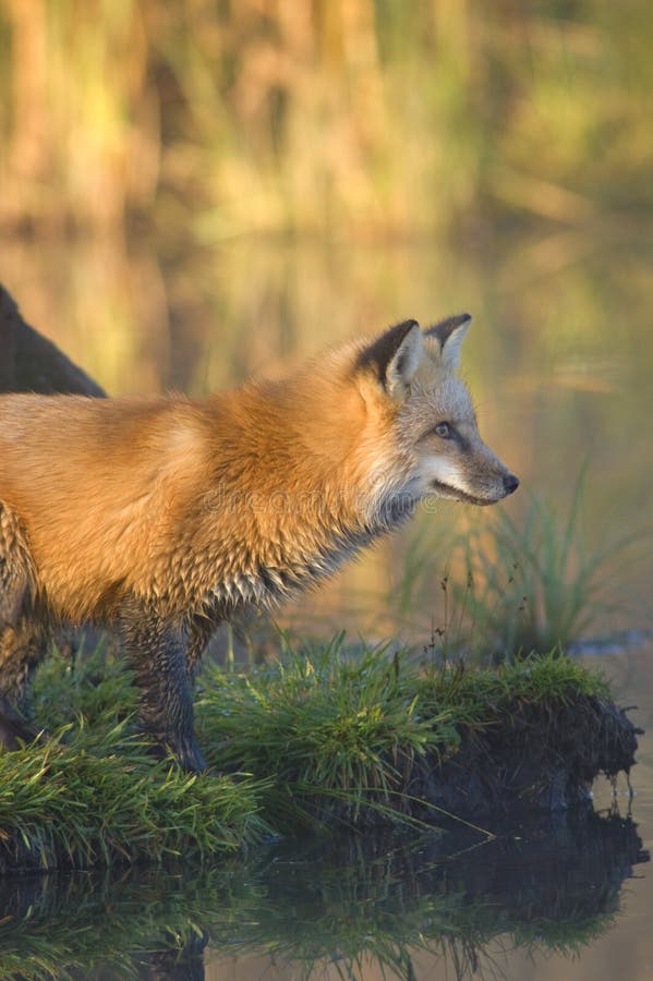 Red fox at pond edge stock image. Image of wild, nature - 5533815