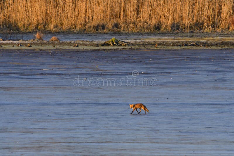 Red fox on a pond stock photo. Image of predator, portrait - 168386282