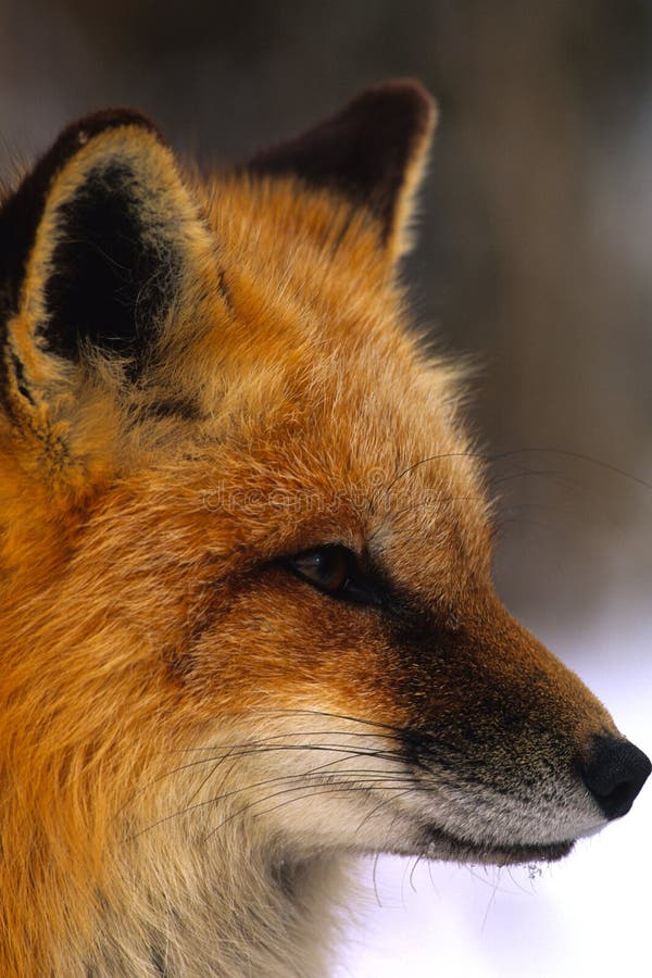 Red Fox Portrait stock image. Image of foxes, nature - 11002649