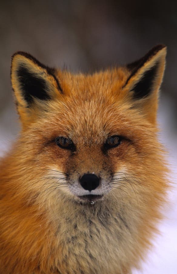 Red Fox Portrait stock photo. Image of canine, animal - 10360174