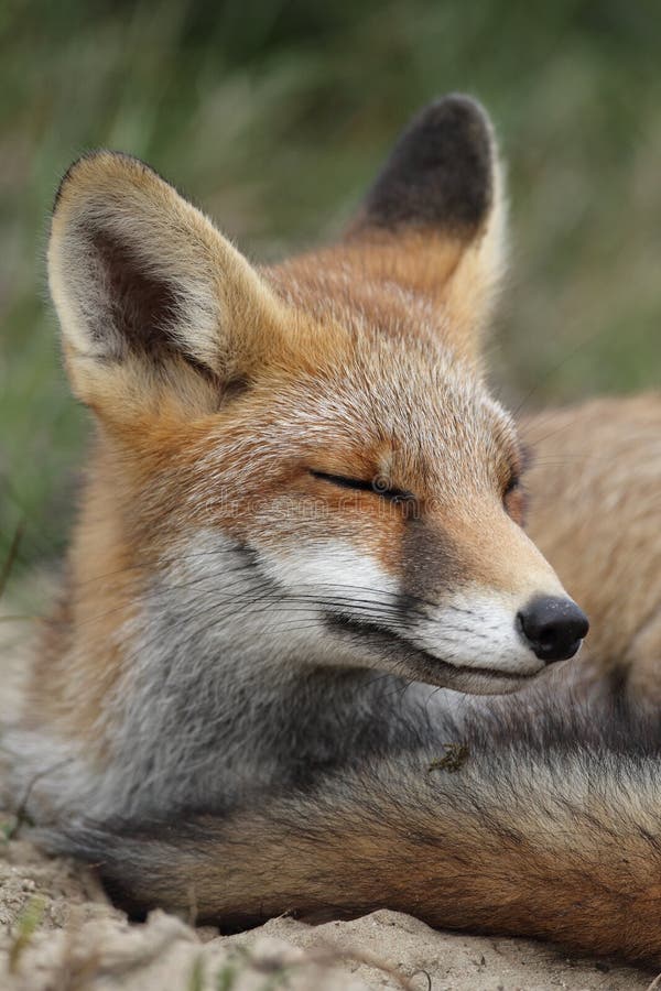 Red Fox portrait stock photo. Image of mammal, predetor - 20728692