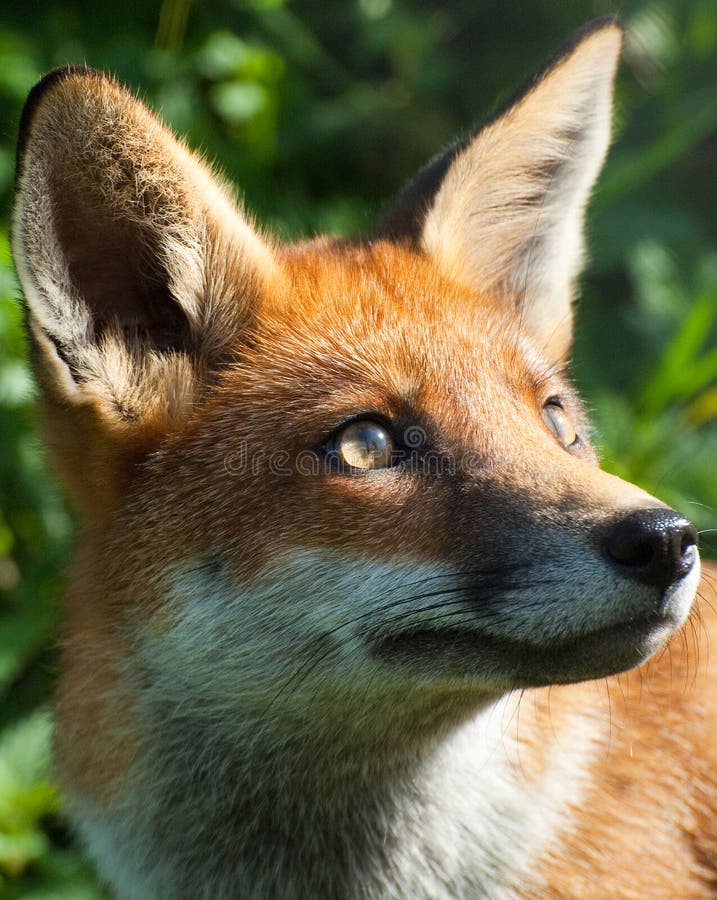 Red Fox Portrait stock photo. Image of brush, vulpes - 21532876