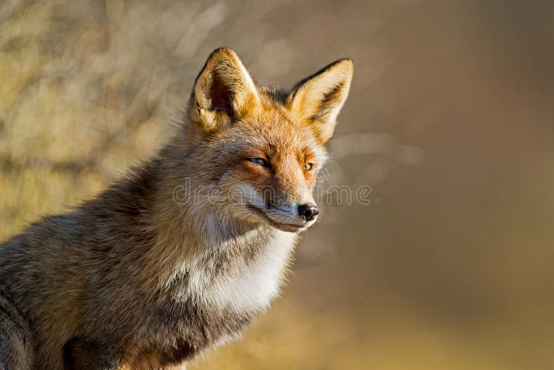 Red Fox Looking Back stock image. Image of mammal, foxes - 9152647