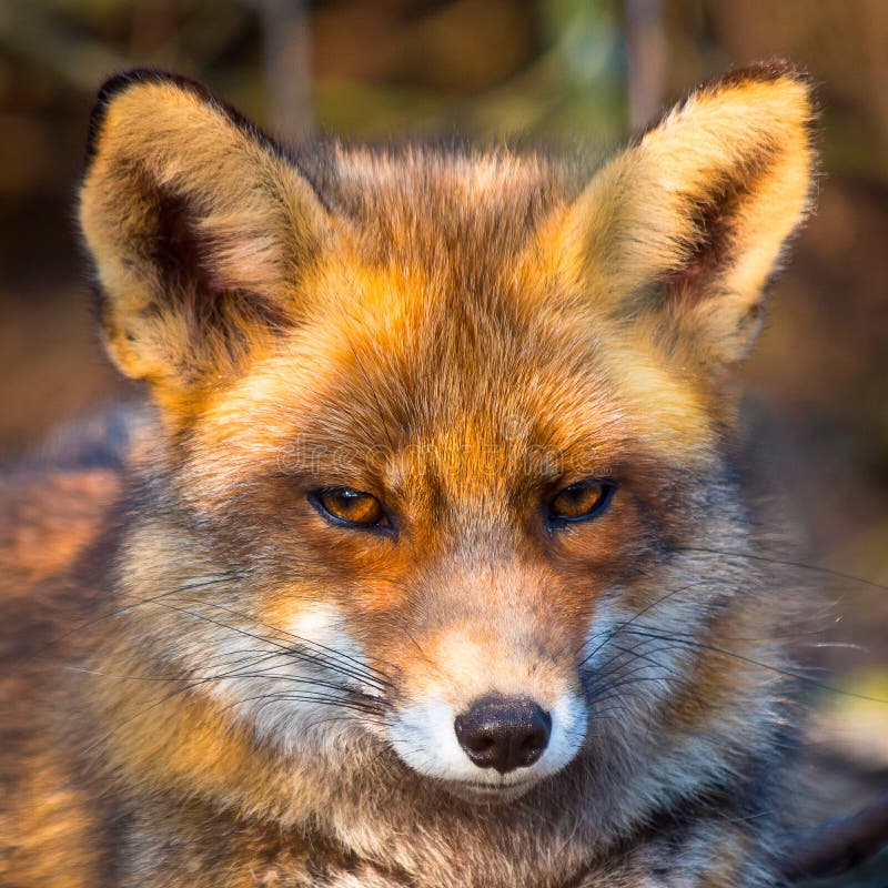 Red Fox Portrait Close Up stock image. Image of wild - 27648895
