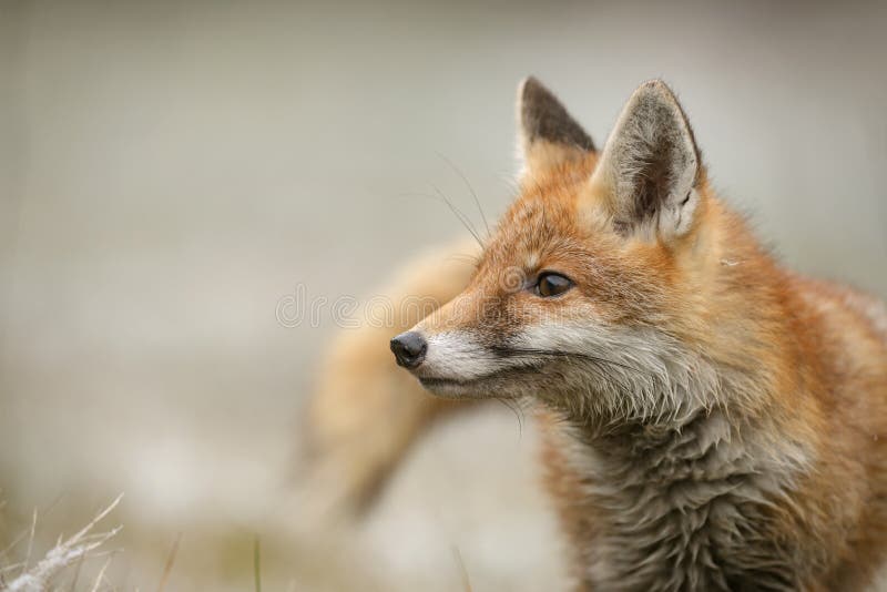 Red Fox stock image. Image of norway, austria, algeria - 93799259