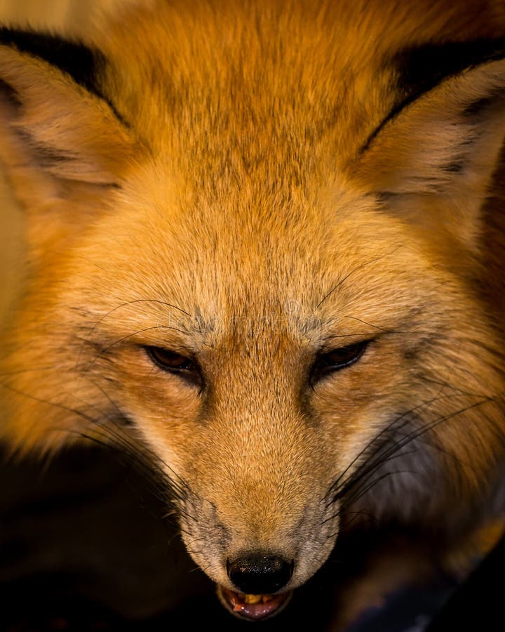 233 Fox Plain Stock Photos - Free & Royalty-Free Stock Photos from ...