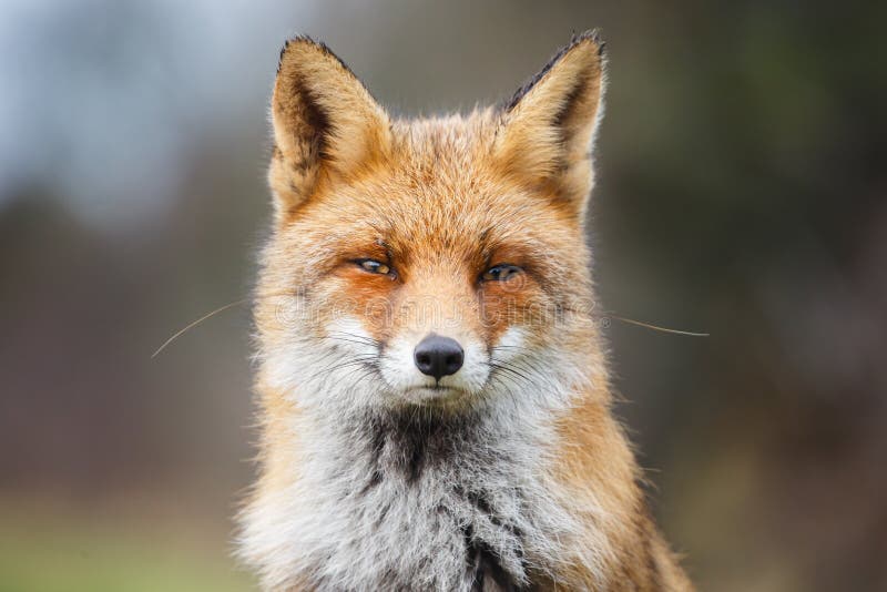 Red fox stock image. Image of snout, predator, wildlife - 74636371