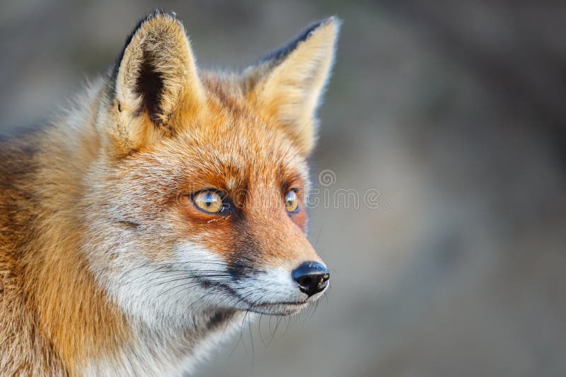 Red fox stock image. Image of fixen, coyote, jackal, snout - 74636693