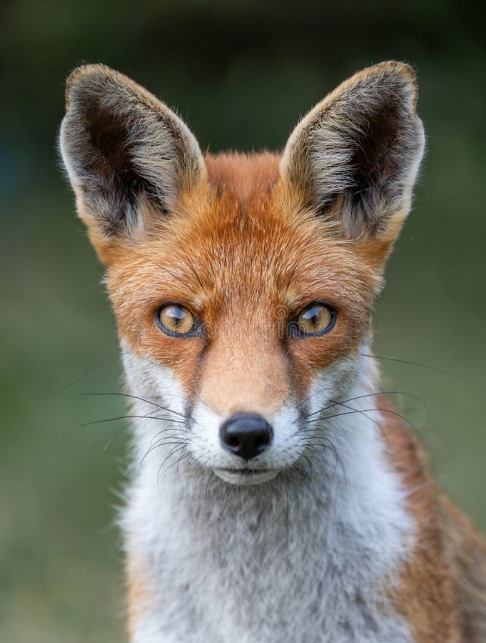 Red fox portrait stock photo. Image of eyes, view, nature - 330700592