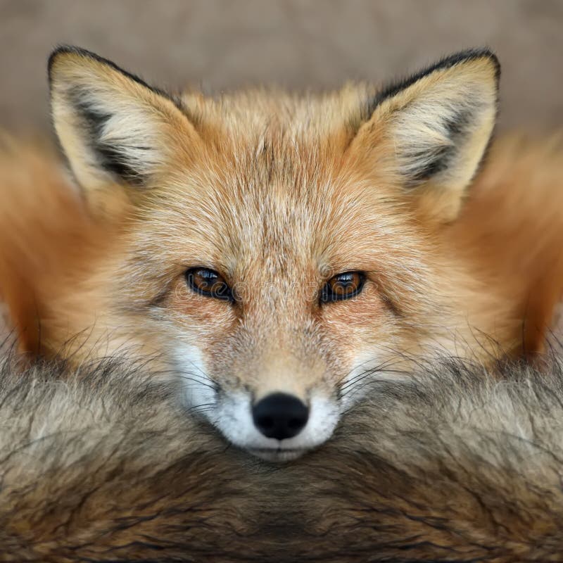 Red fox portrait stock image. Image of furry, clever - 83768267
