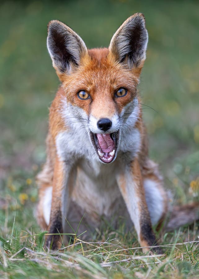 Red Fox Portrait Having a Laugh Stock Photo - Image of nose, hunting ...