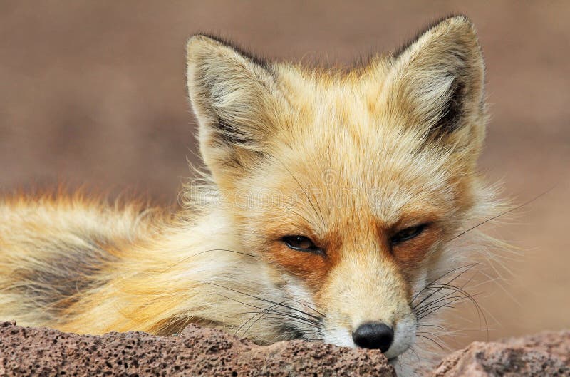 Red fox portrait stock photo. Image of portrait, arizona - 82733090