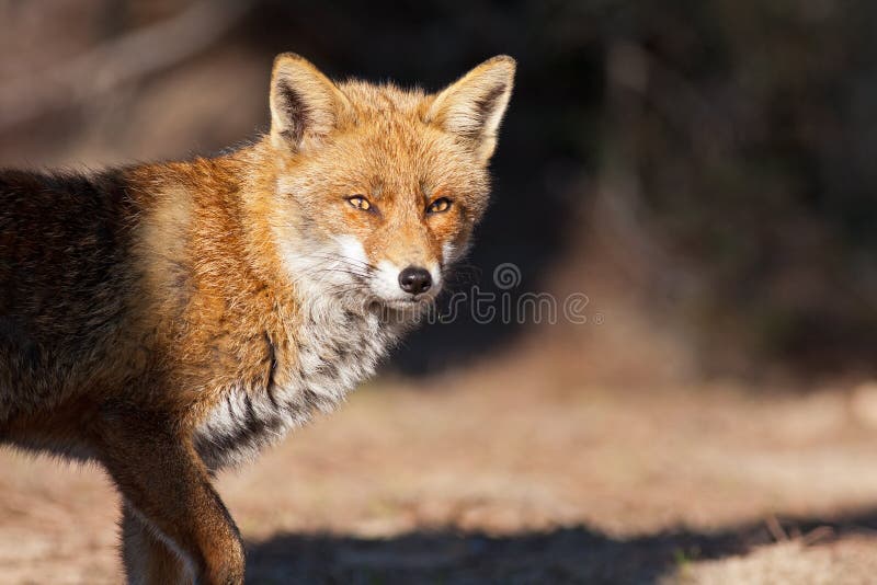 Red fox stock photo. Image of coat, italy, forest, portrait - 38582604