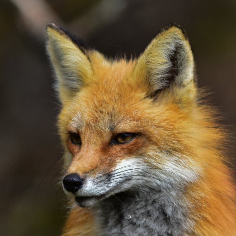 Red fox portrait stock photo. Image of looking, portrait - 84195324