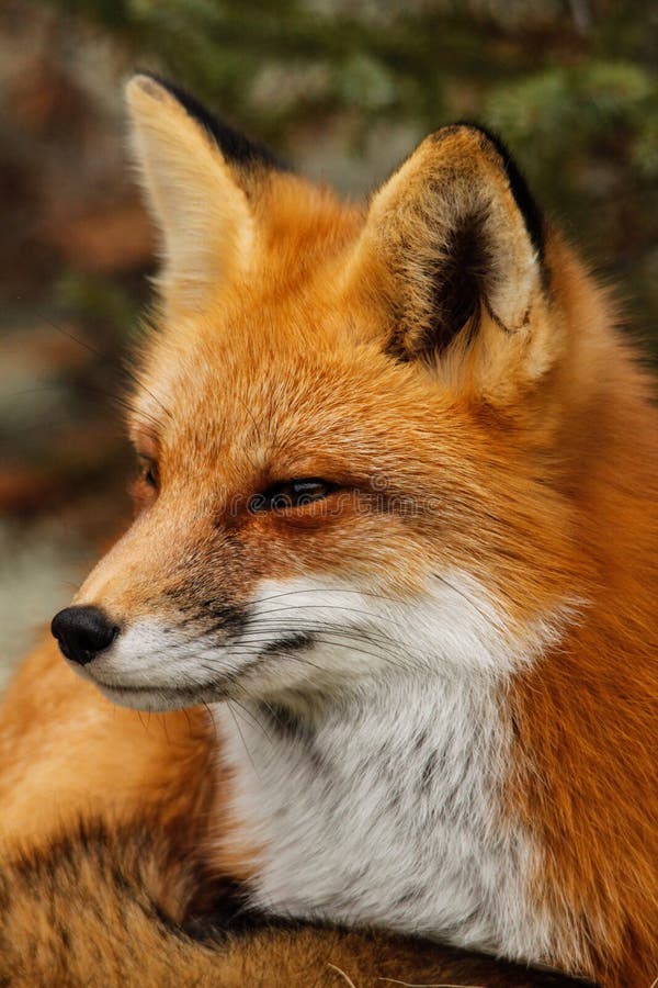 Red Fox Portrait Posing in a Forest Clearing Stock Image - Image of ...