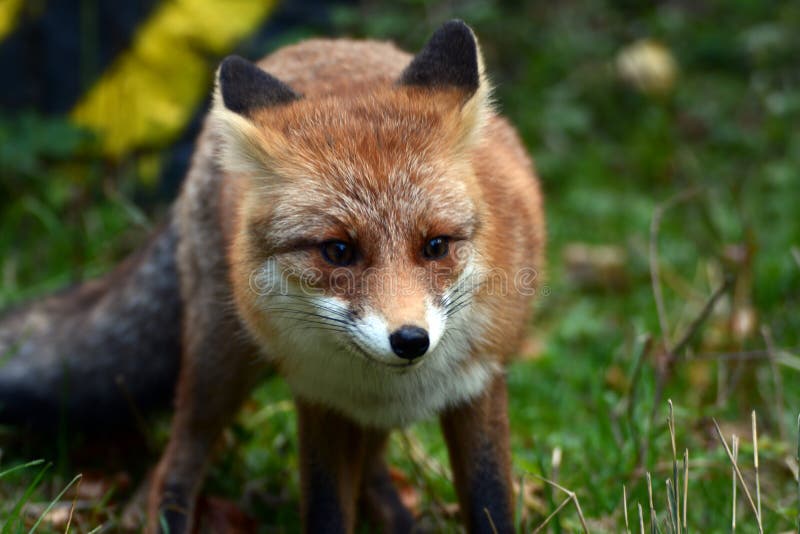 Red fox stock image. Image of little, summer, tree, baby - 101041075