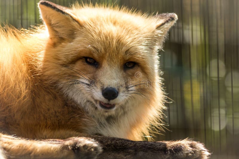 Red Fox Portrait in Soft Filtered Light Stock Image - Image of orange ...
