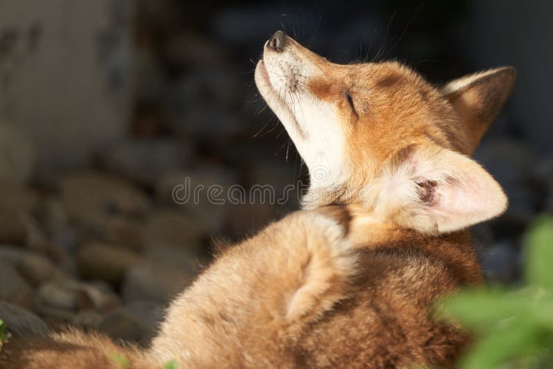 Red Fox Portrait Vulpes Vulpes Evening Sun Stock Photo - Image of ...