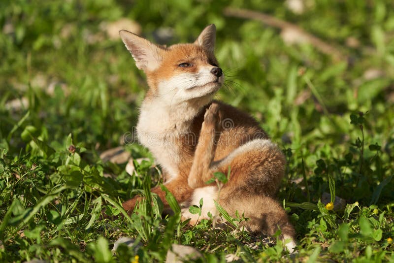Red Fox Portrait Vulpes Vulpes Evening Sun Stock Image - Image of ...