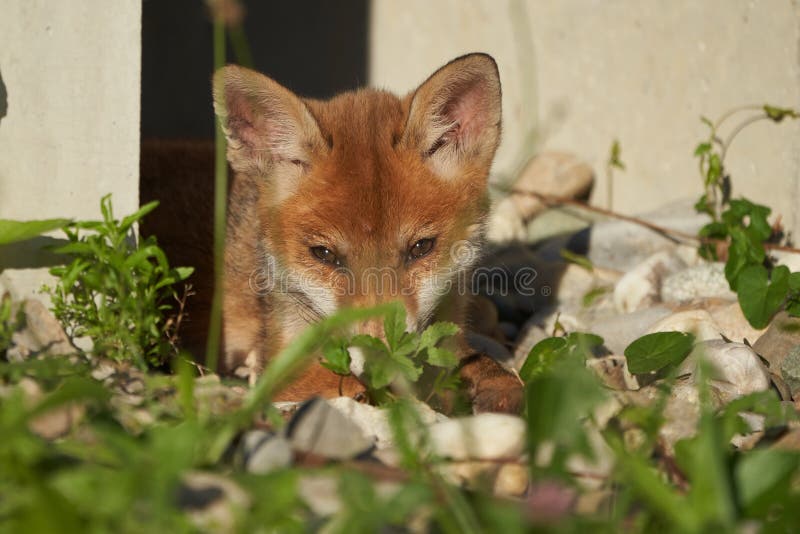 Red Fox Portrait Vulpes Vulpes Evening Sun Stock Image - Image of cold ...