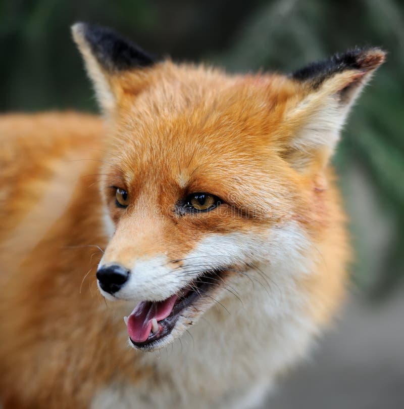 Red fox stock image. Image of green, carnivore, wildlife - 37505737