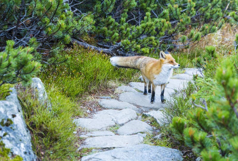 The Red Fox Poses for a Photo on a Path between Mountain Pine in the ...