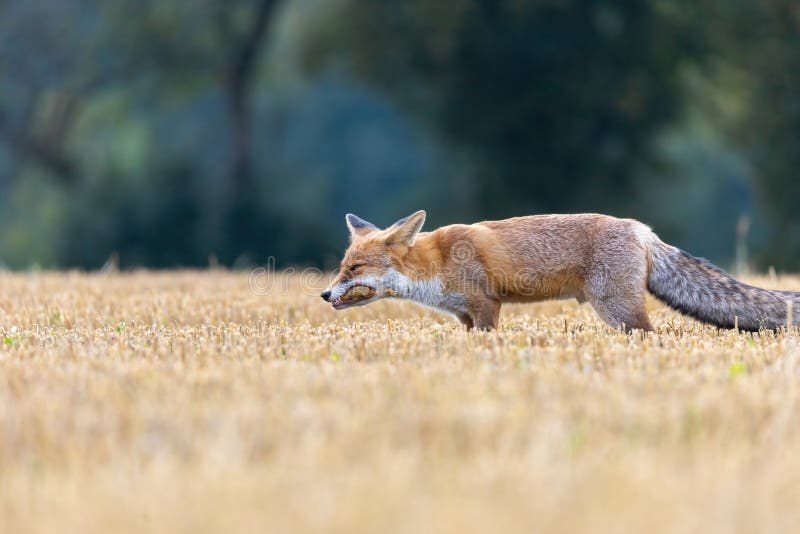 Red Fox is Posing with the Caught Prey in Its Mouth Stock Image - Image ...