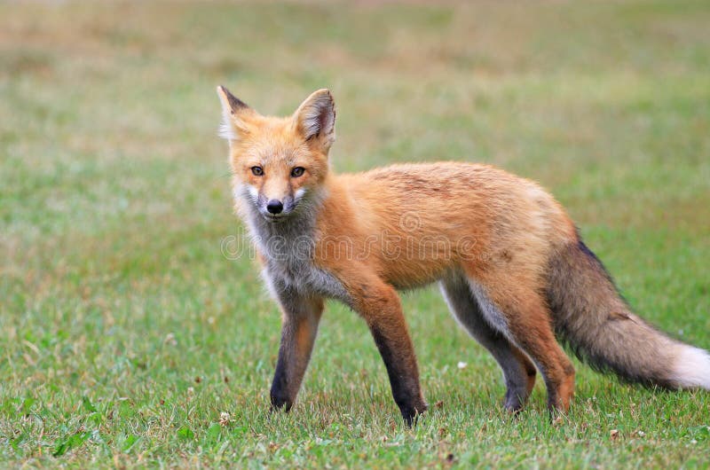 Red Fox Posing in a Grass Meadow, Prince Edward Island , Canada Stock ...