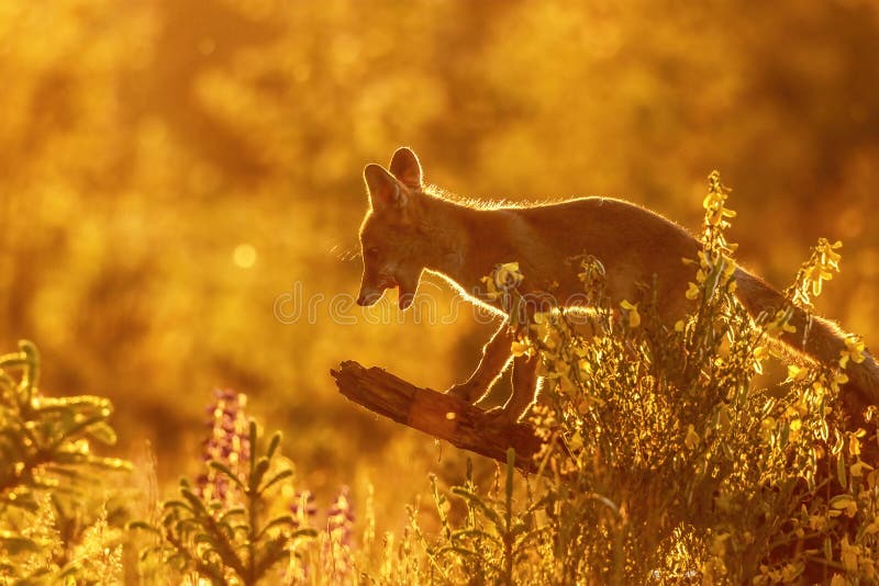 Red Fox is Posing with Open Mouth in Sunset Backlight Stock Photo ...