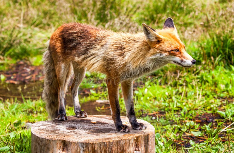 Red Fox Posinng in Green Country Stock Photo - Image of carnivore ...
