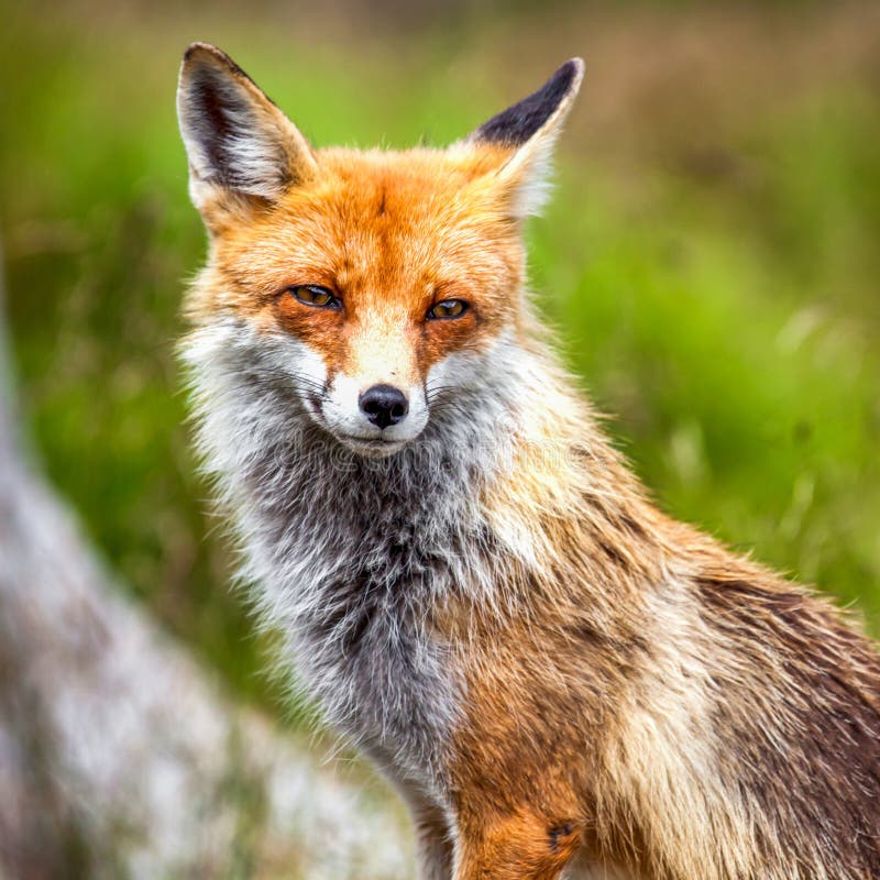 Red Fox Posinng and Looking To Camera Stock Photo - Image of predator ...