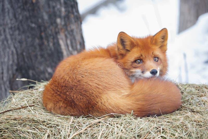 Red fox. stock photo. Image of winter, animal, elongated - 112202850