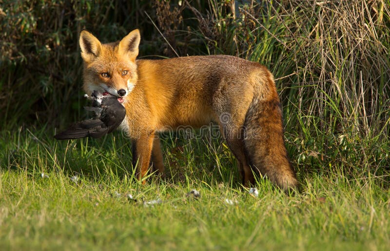 Young red foxes at play stock photo. Image of eyes, soft - 41180306