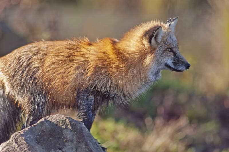 Red fox profile stock image. Image of close, wildlife - 234180399